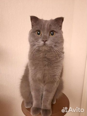 Британский котик ищет кошечку