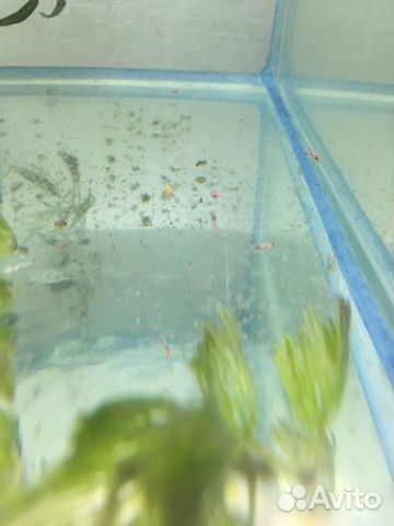 Рыбки мальки данио гло