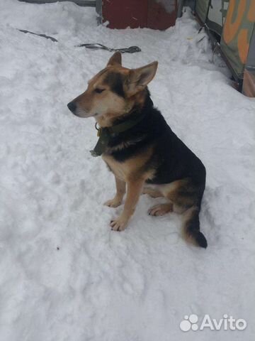 Джули. Собака стерилизованная