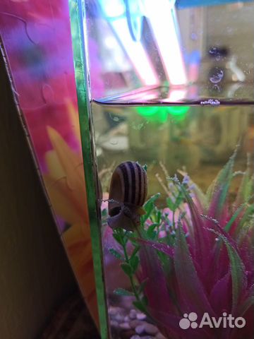 Улитка Мариза