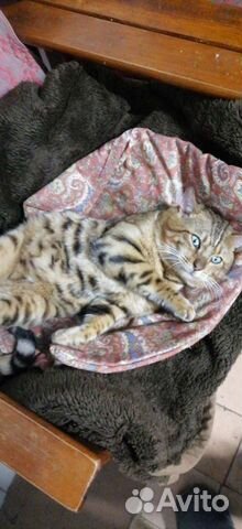 Бенгалы кот вязка