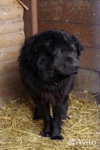 Необыкновенный пёс Миша в заботливые руки