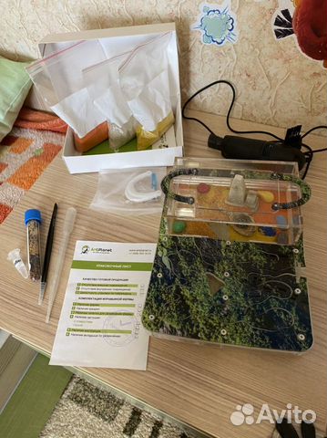 Формикарий с муравьями