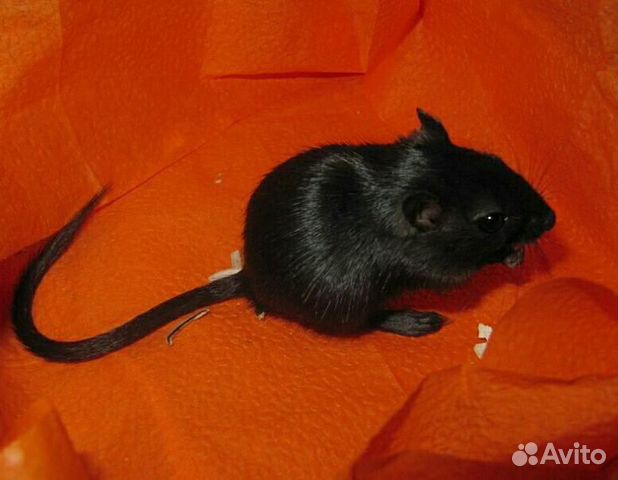 Отдаём малышей песчанок