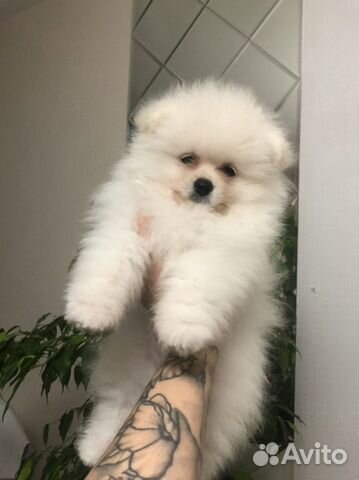 Белое облачко шпиц