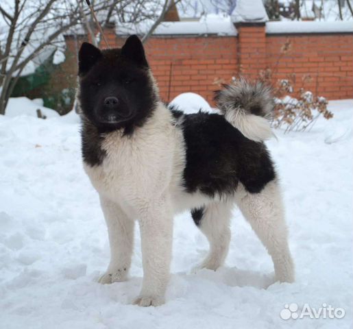 Щенки Американской Акиты 8 месяцев