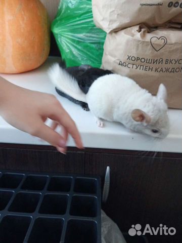 Шиншиллята