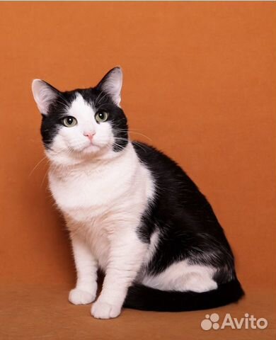 Трогательный котик Маркиз 1 год в добрые руки