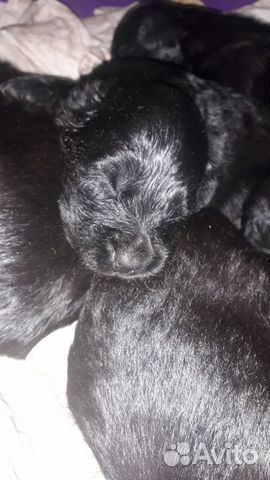 Щенки кокер спаниеля