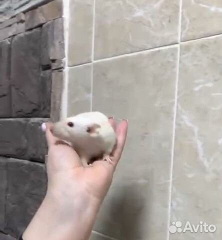 Крысы дамбо