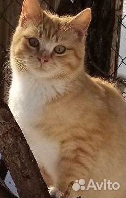 Котик 6 мес
