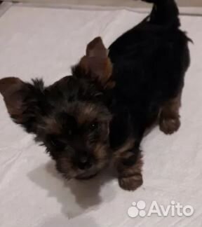 Йоркширский Терьер