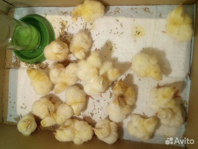 Цыплята бройлера кобб 500, месячные