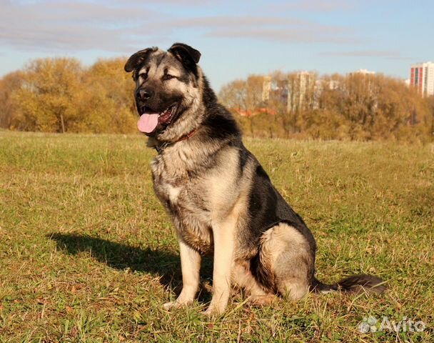 Восточноевропейская овчарка Кир в дар
