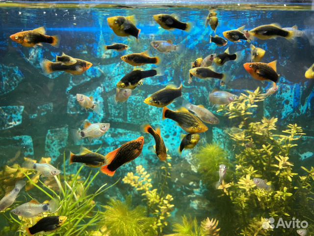 Пецилии, меченосцы