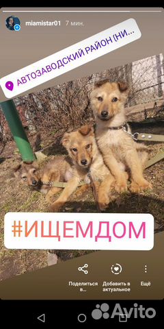 Самые милые щенки