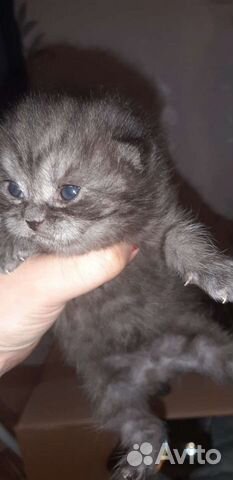 Шотландский мальчик