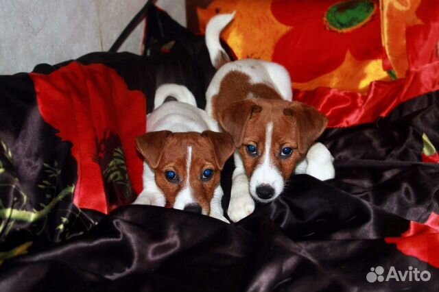 Яркие красотки