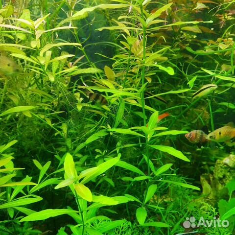 Аквариумные растения бесплатно