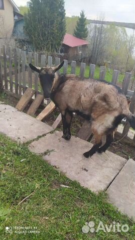 Коза и козлята