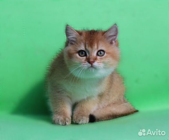 Золотой породный джентльмен