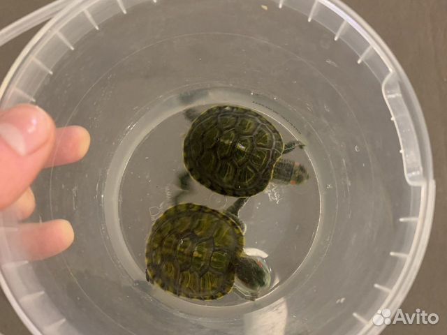 Черепахи