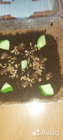 Улитки ахатины