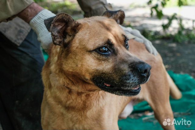 Добрый Макс ищет любящих хозяев