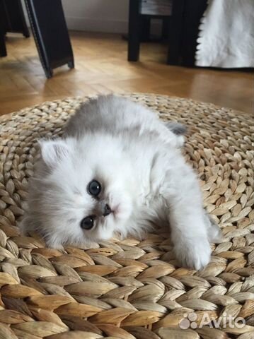 Продаю породистого котёнка девочку пишите