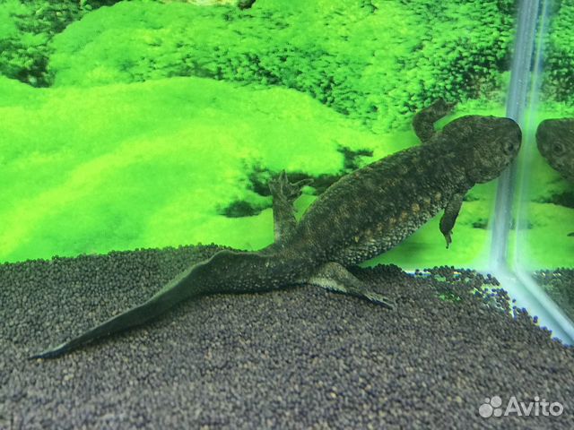 Тритоны иглистые