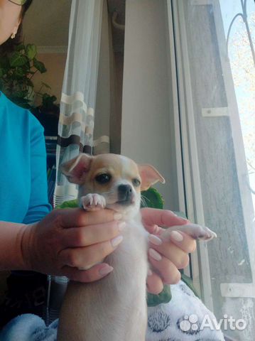 Собаки чихуахуа щенок