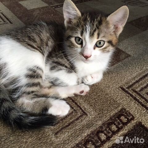 Котенок в добрые руки бесплатно