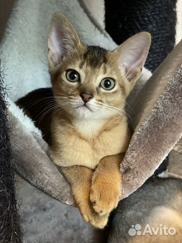 Абиссинские котята дикого и серебряного окраса