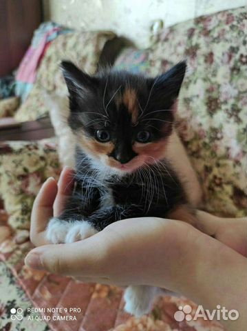 Кошки в добрые руки бесплатно