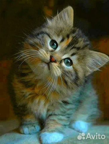 Кошечка