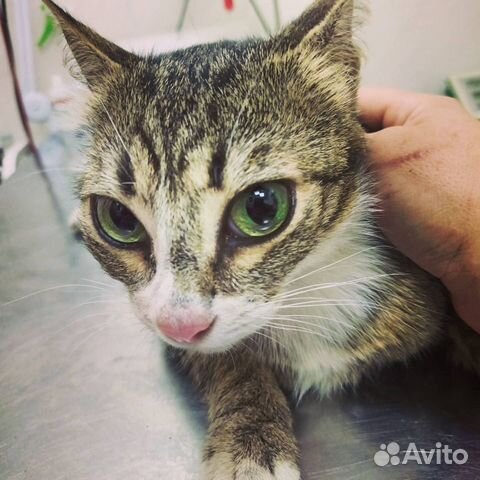 Кошка с глазами инопланетянки в дар