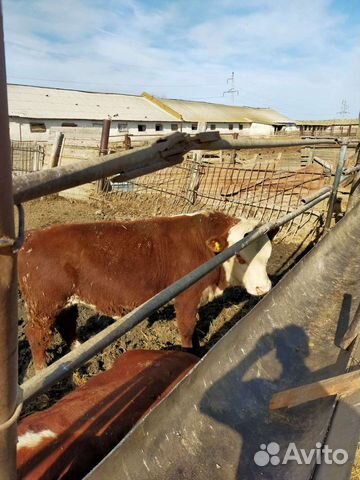 Быки откормочные