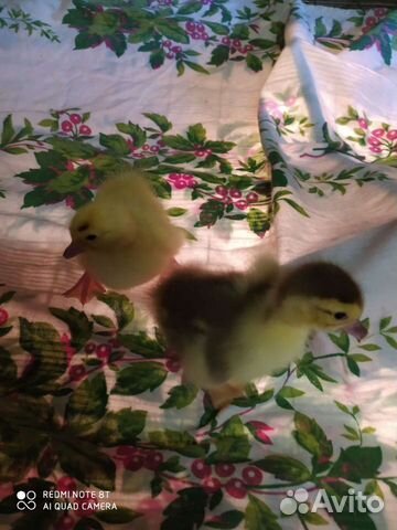 Утята индоутки