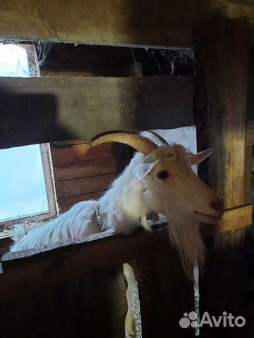 Продается молода козочка
