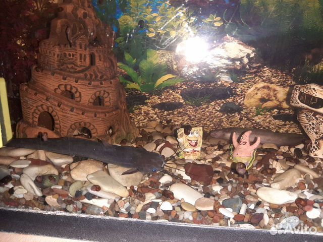 Мешкожаберный сомик