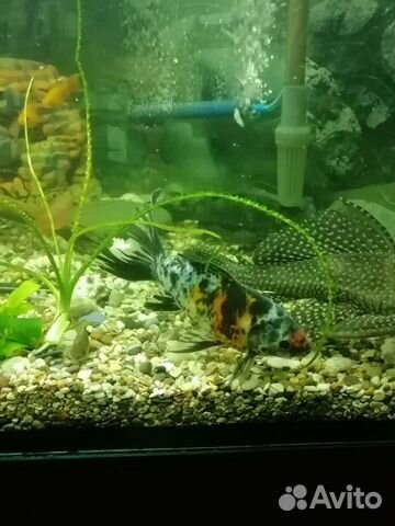 Рыбки Комета (шубункин)