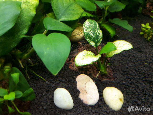 Анубиас Пинто обмен