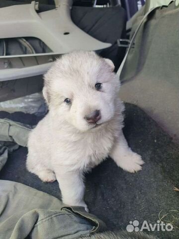 Щенки срочный пристрой