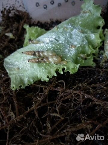 Улитки субулины