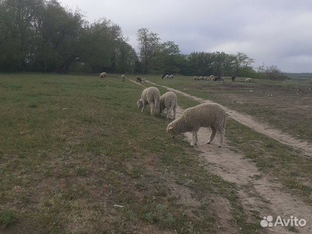 Ягнята 3-4 месяца