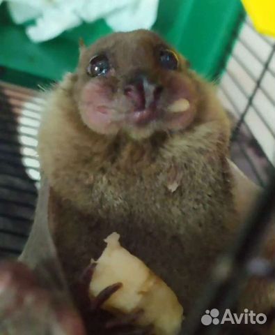 Нильский крылан