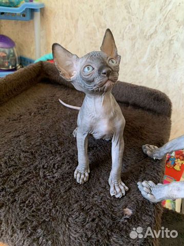 Канадский сфинкс котенок