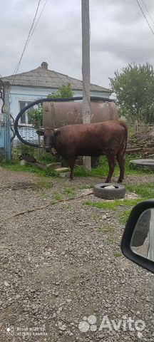 Первотелка