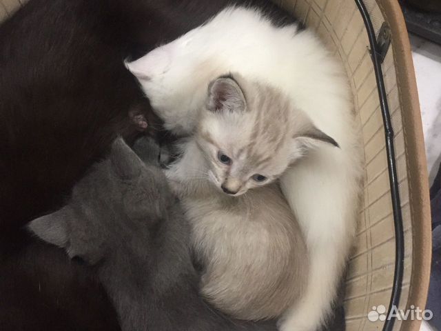 Кошка