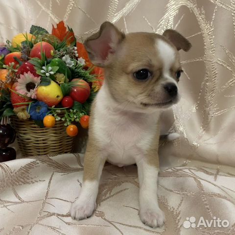 Чиходевочка